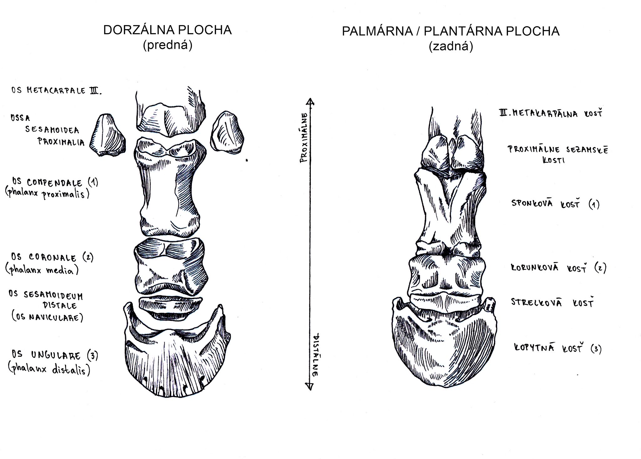 Anatómia kopyta - kosti