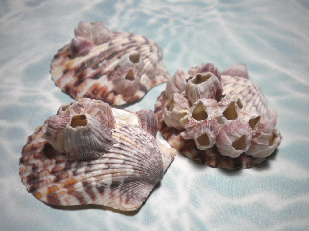 Del's Shells: Seashell Saturday