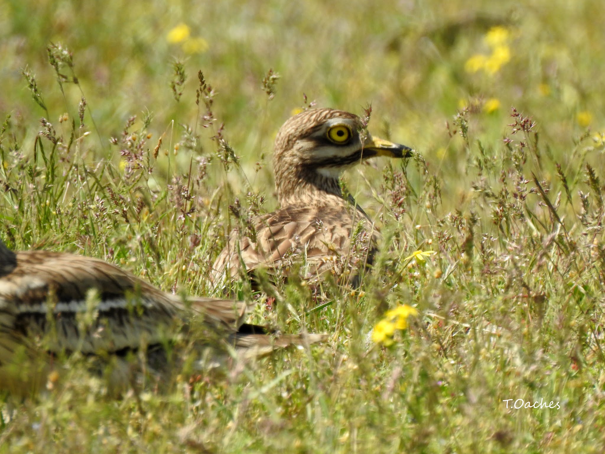 PASARI DIN ROMANIA: PASAREA OGORULUI, Burhinus oedicnemus