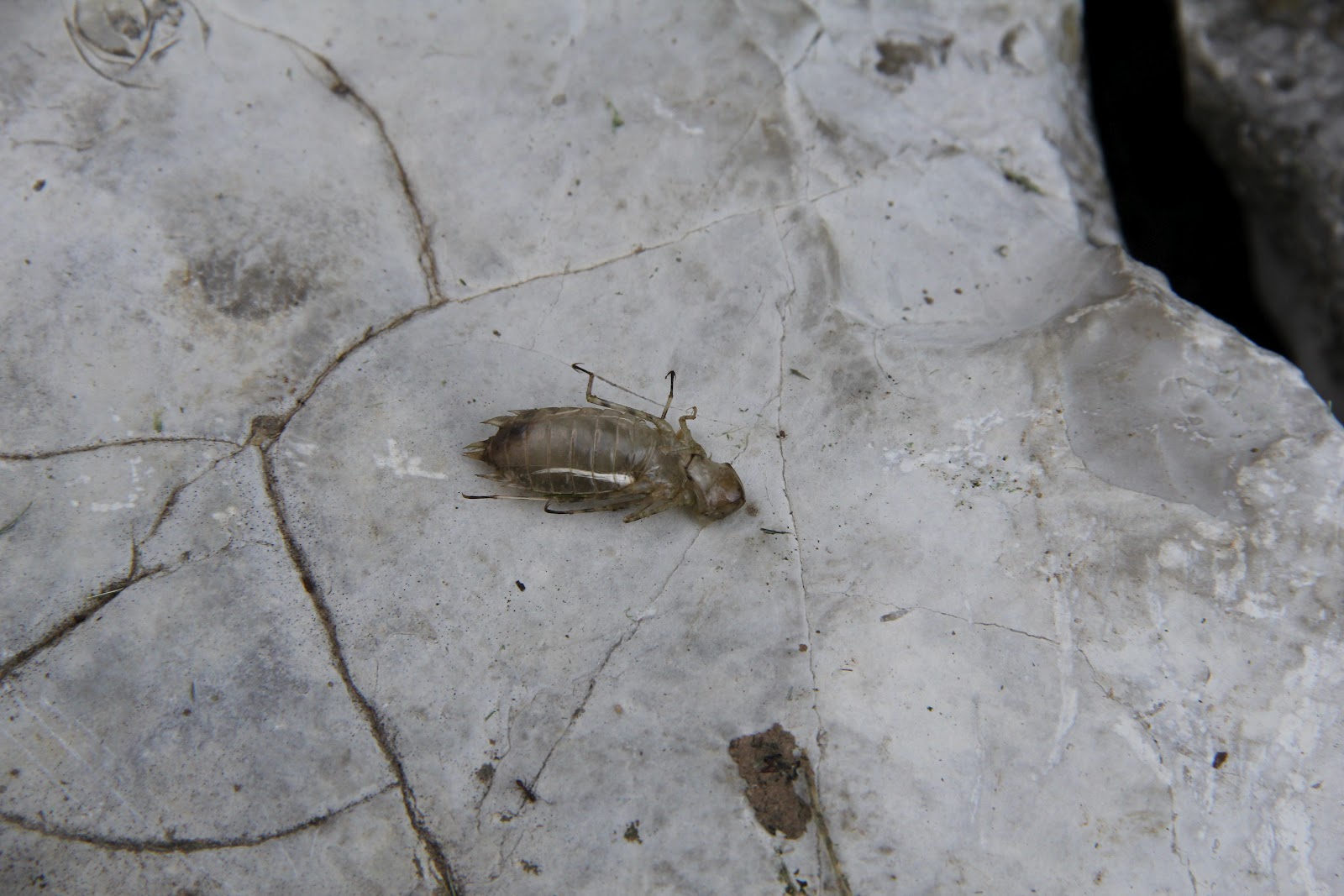 Biological Thinking: Invasion of the Blue Dasher Dragonflies