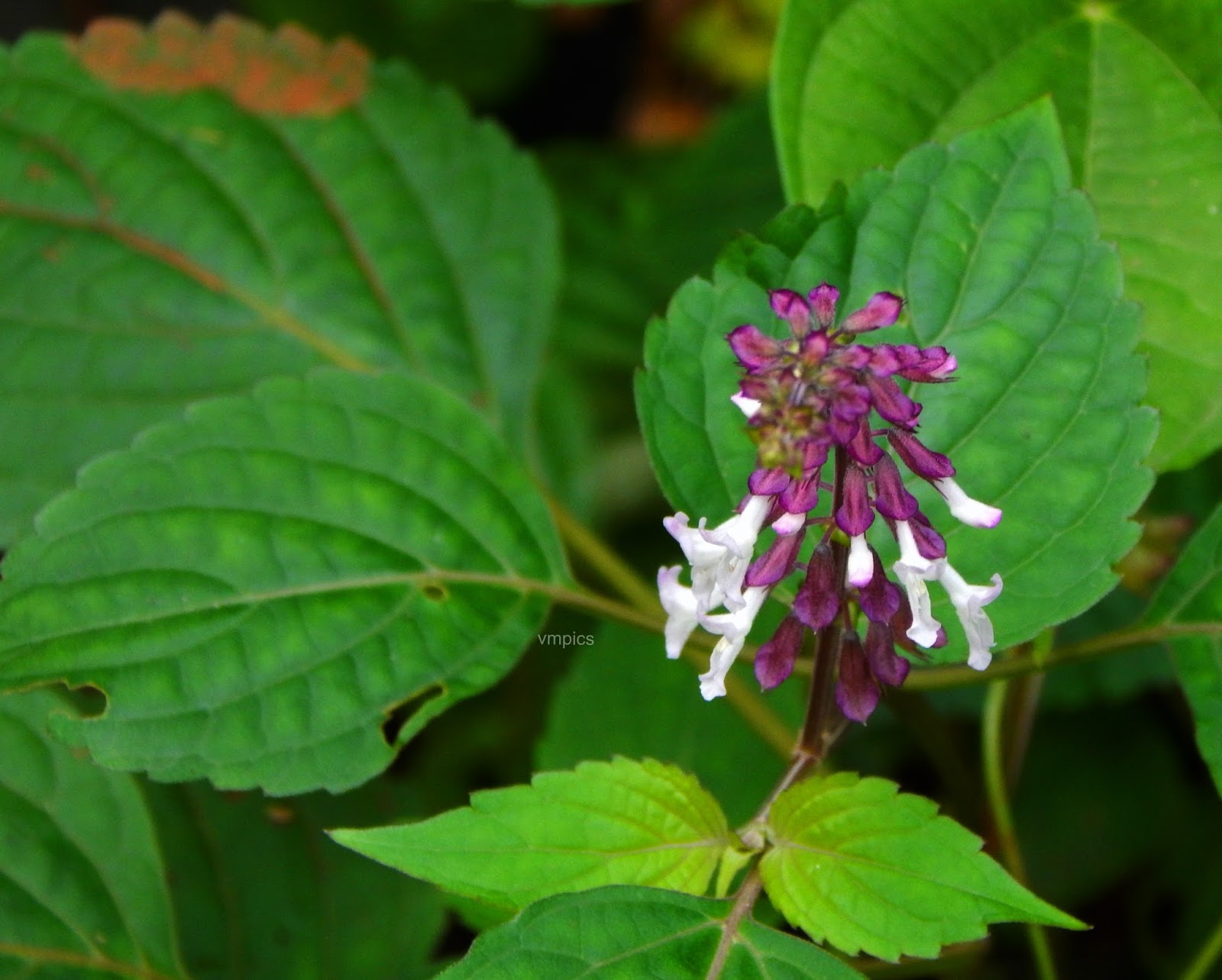 Experience of Kaas Plateau in Mumbai