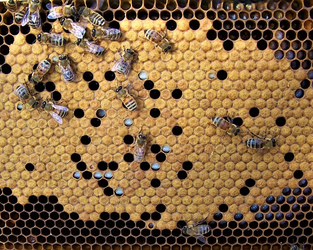The Peace Bee Farmer: Puerto Rico's Bees