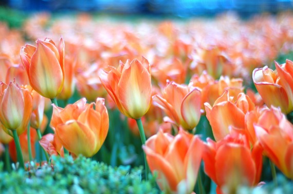 35 Spring Images - 35 Images