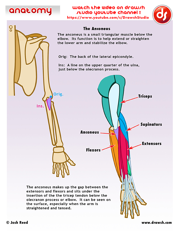 Drawsh: The Anconeus