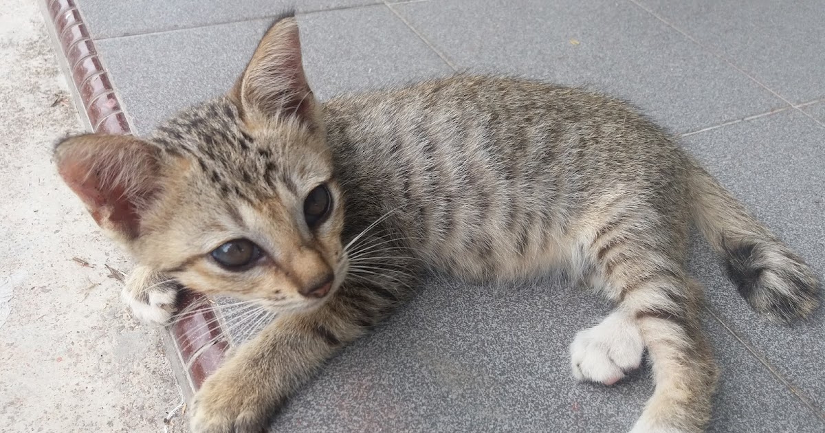 INSPIRASI MAWADDAH: Walaupun penat, kucing juga dulu......