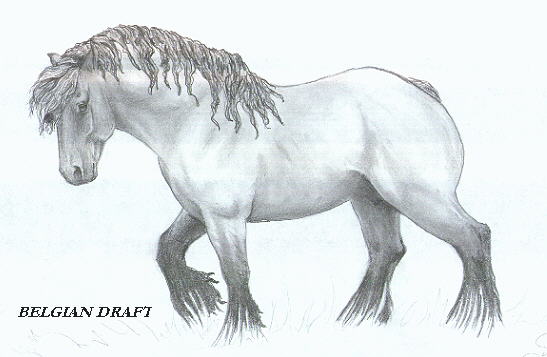 Hobby rajz: Hogyan rajzoljunk lovat 2.