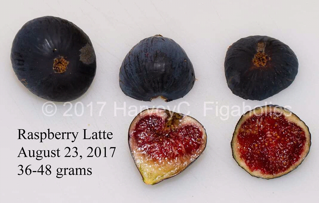 Raspberry Latte Fig - Var Tin