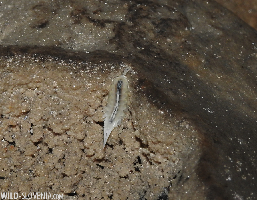 Carniolicum - Wildlife & Biodiversity in Slovenia: Leptodirus ...