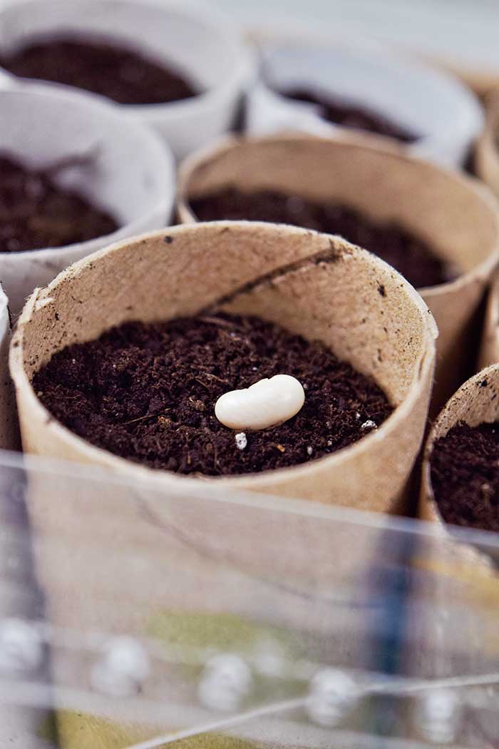 How to Make a Mini Greenhouse To Start Seeds Indoors + Tips - Koti Beth