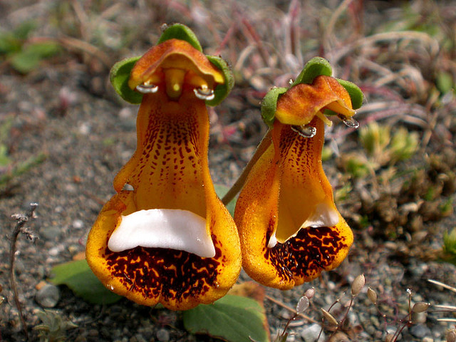 THE HAPPY ALIEN PLANT - Calceolaria uniflora |The Garden of Eaden