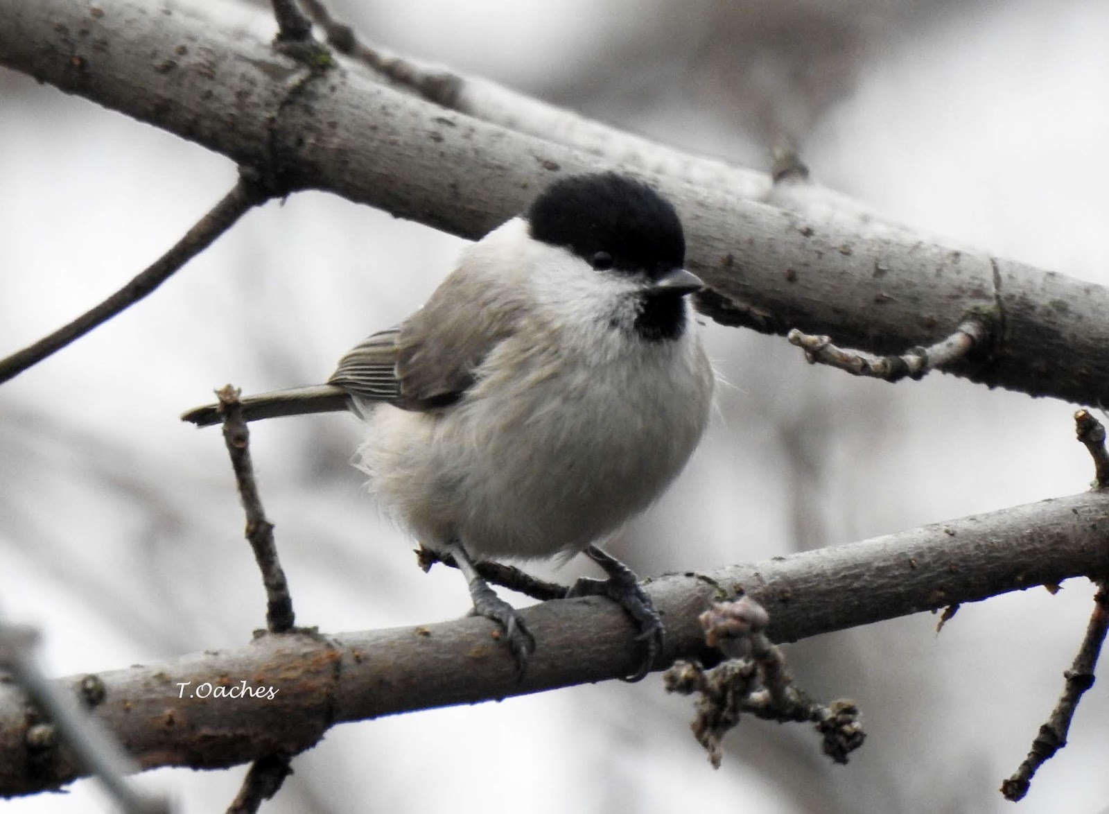 PASARI DIN ROMANIA: PITIGOI SUR(1), Poecile palustris