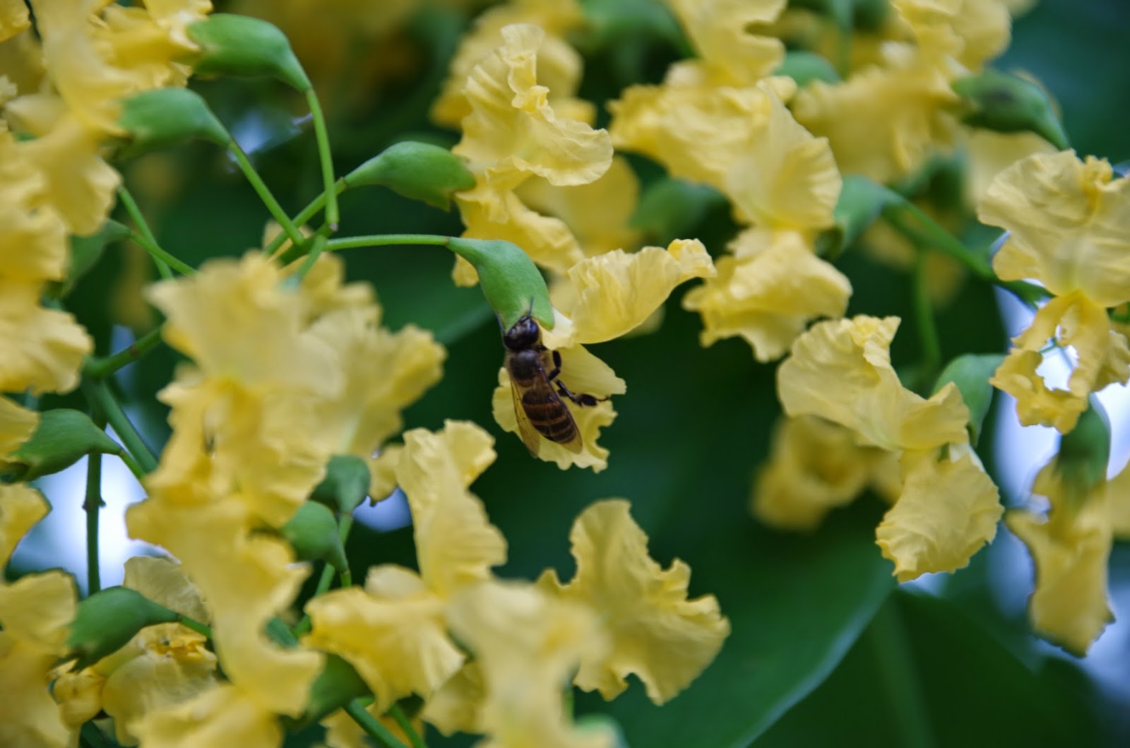 Trees and Plants: Angsana