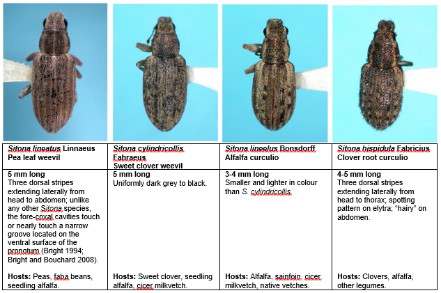 Prairie Pest Monitoring Network Blog: Insect of the Week (June 3, 2019 ...
