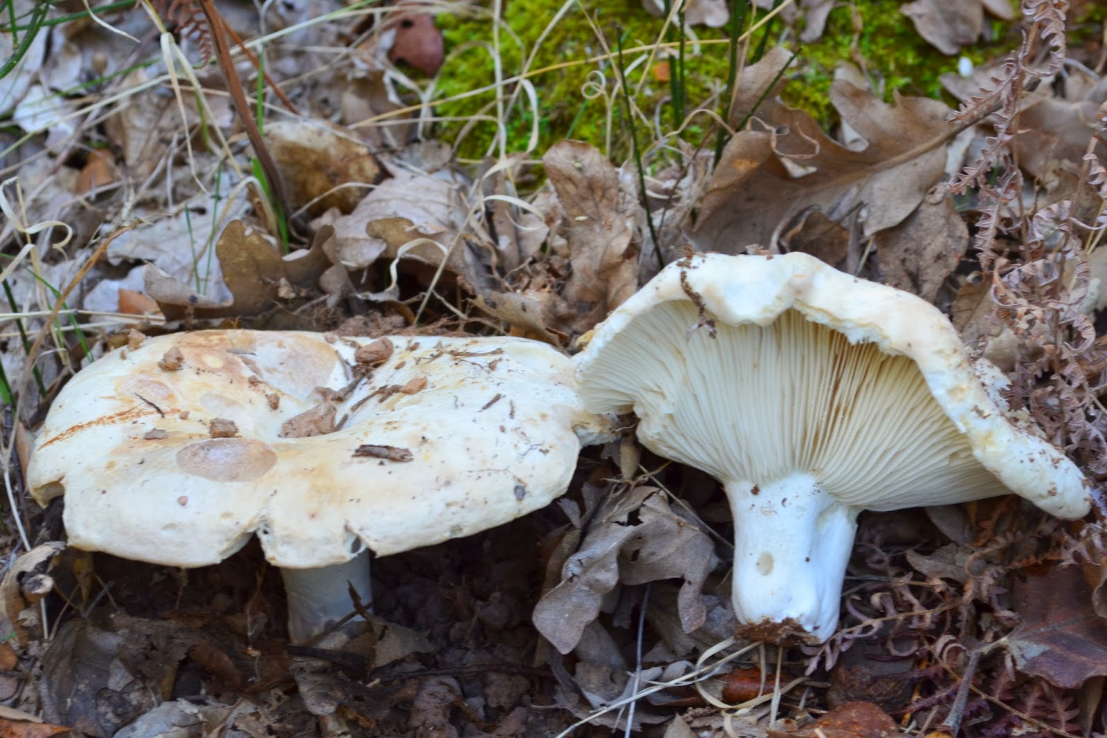 Setas Extremadura : Russula Delica