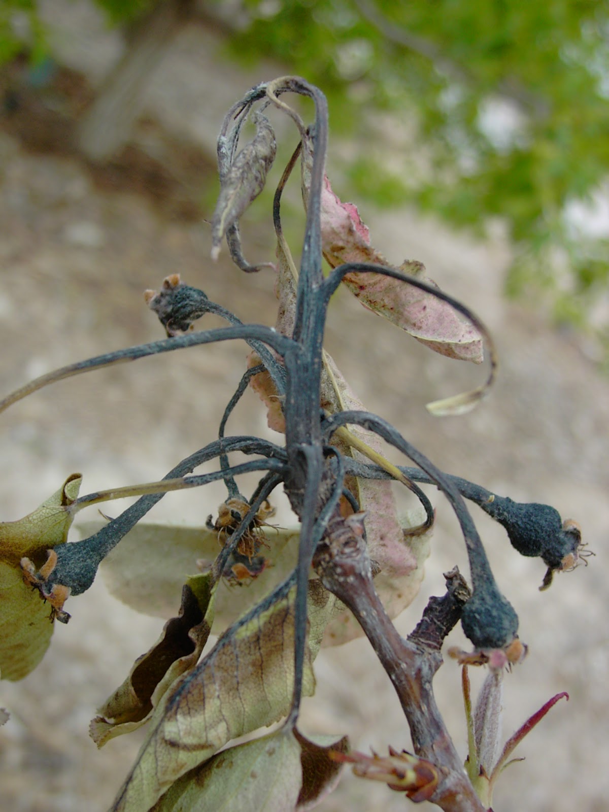 Xtremehorticulture of the Desert: Rain is a Good Thing in the Desert ...