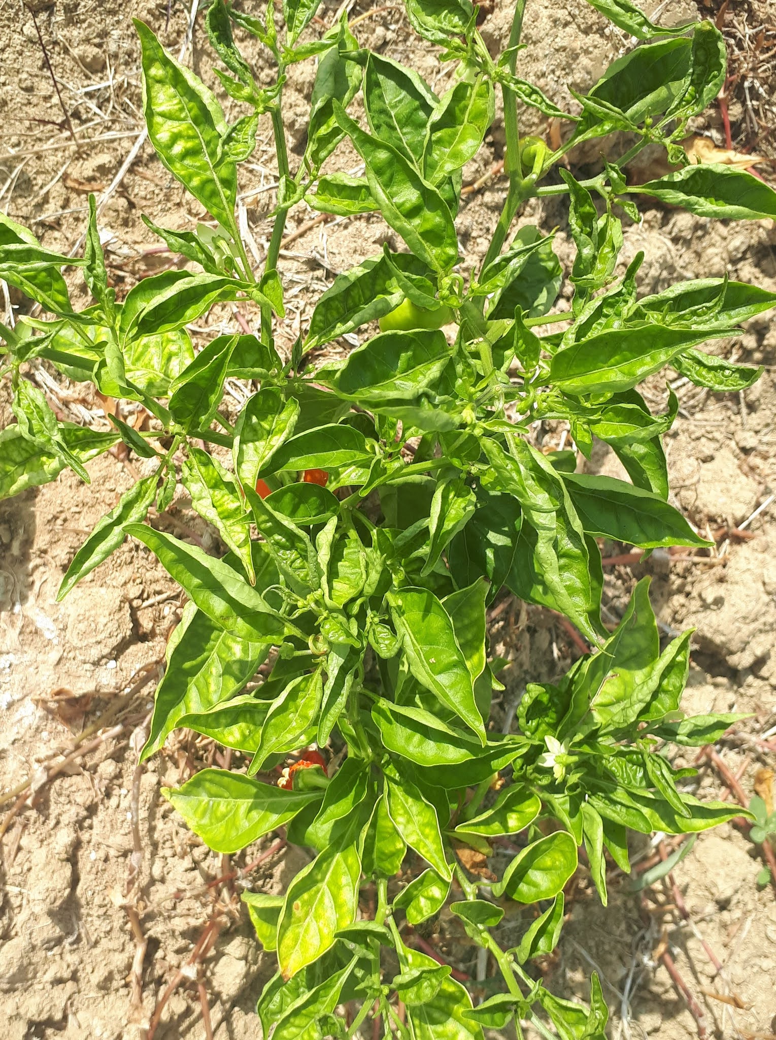 Viral Diseases Affecting Hot Pepper Production in Penal Rock Road, Trinidad