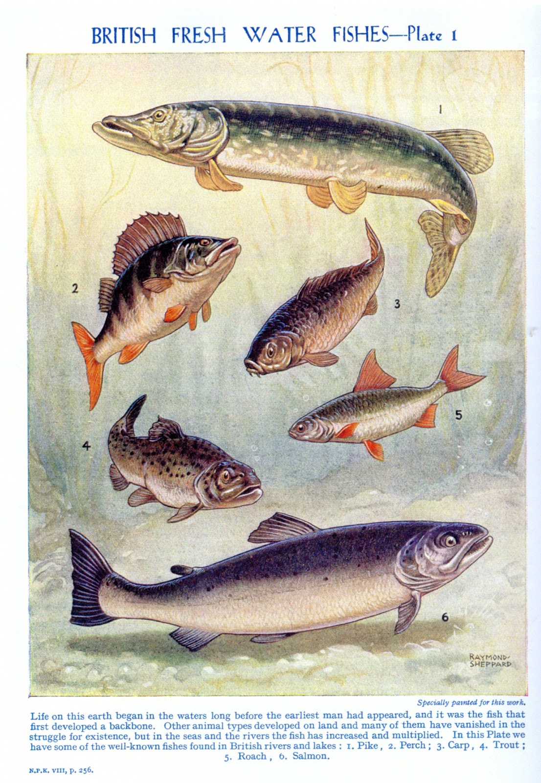 British Fresh and Salt Water Fish