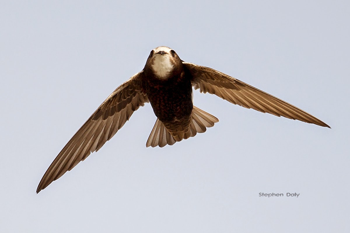 Little Swifts, Chipiona, Cadiz province, Spain | Focusing on Wildlife