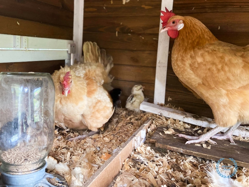 Hibiscus House: The Last Chick Has Hatched!