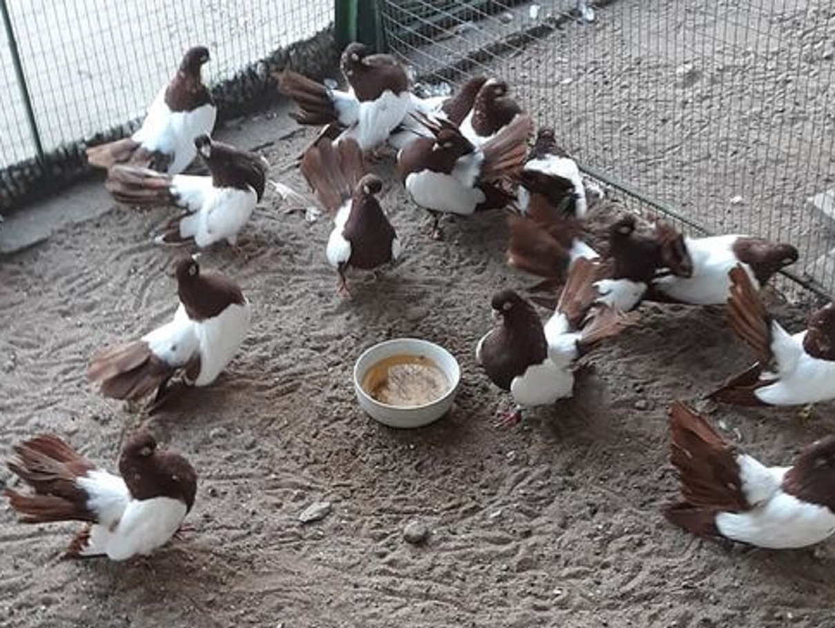 Съвети за отглеждане и здравеопазване на гълъби .: Рецесивно червено ...