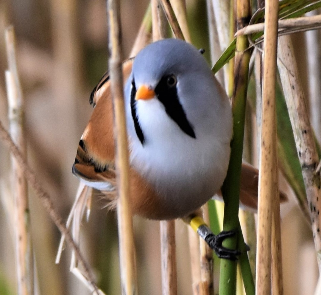 Andrew Robin photography.: Bearded Reedling (Male)