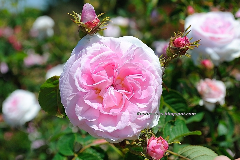 A Rose is a Rose...: Old Garden Roses: Albas