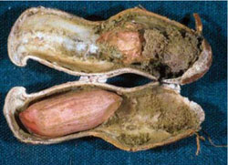 Aflatoxins in Humans and animals