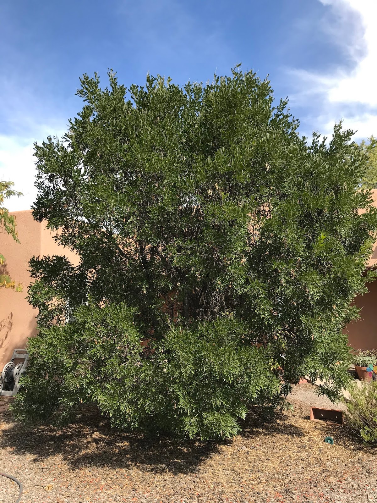 Texas Mountain Laurel: Small Tree, Big Personality