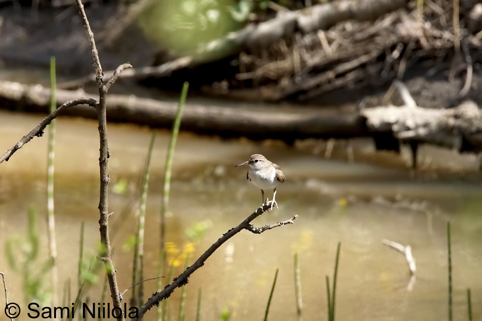 Samin luontokuvia nature photos: RANTASIPI The common sandpiper ...