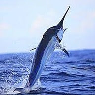 Universo Animal: Marlin