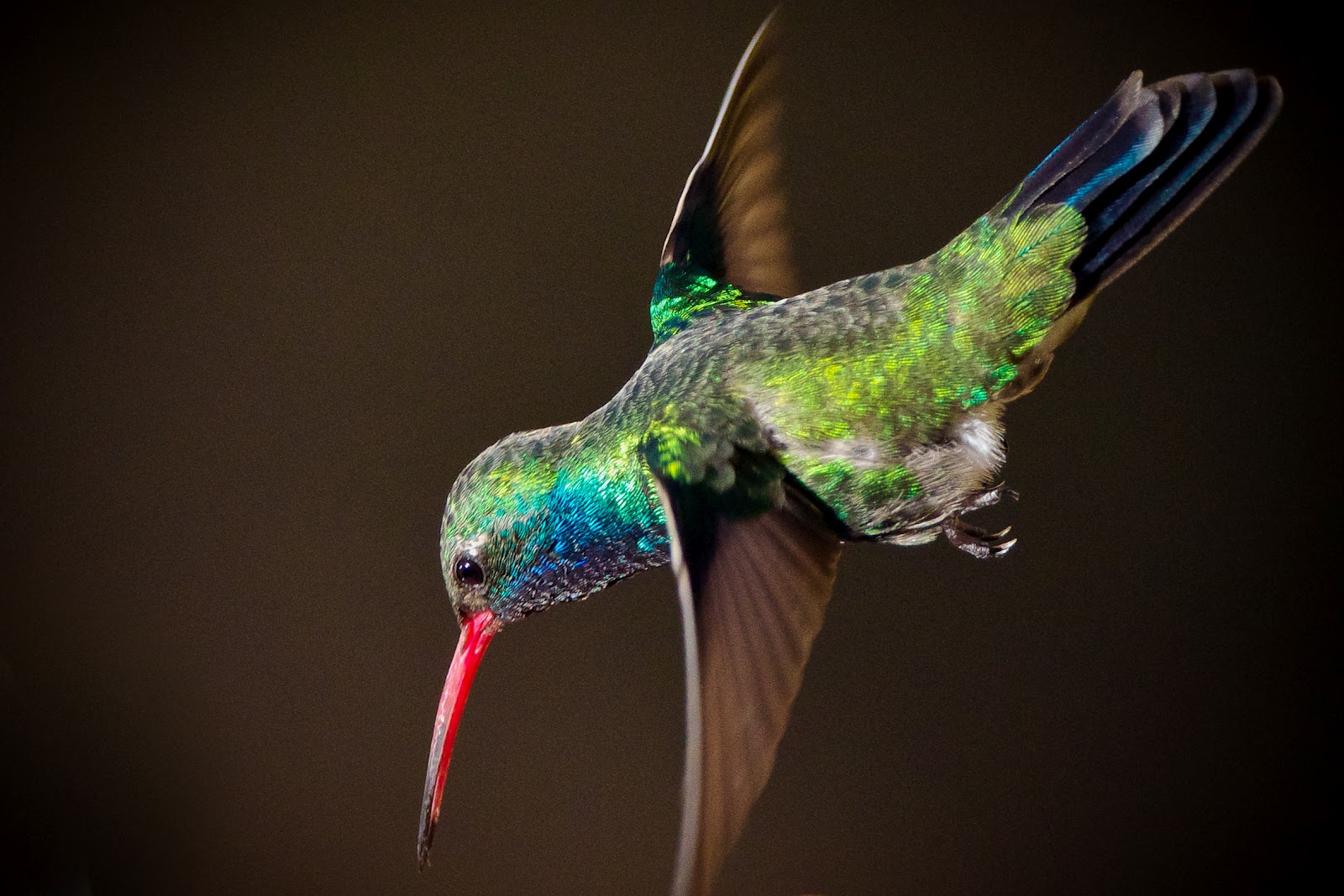 Feather Tailed Stories: Broad-billed Hummingbird