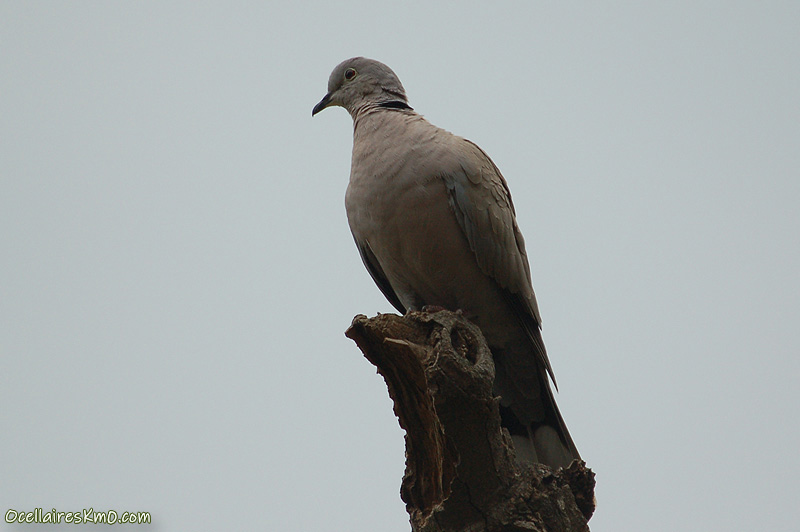 Birding Catalunya: Tórtora turca (Streptopelia decaocto)
