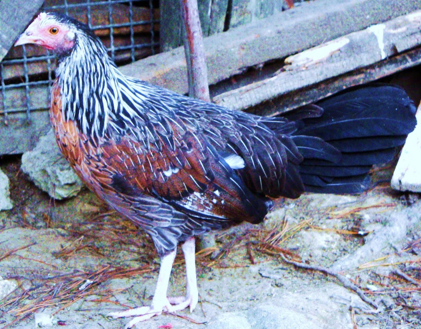 gallo colorado culimbo