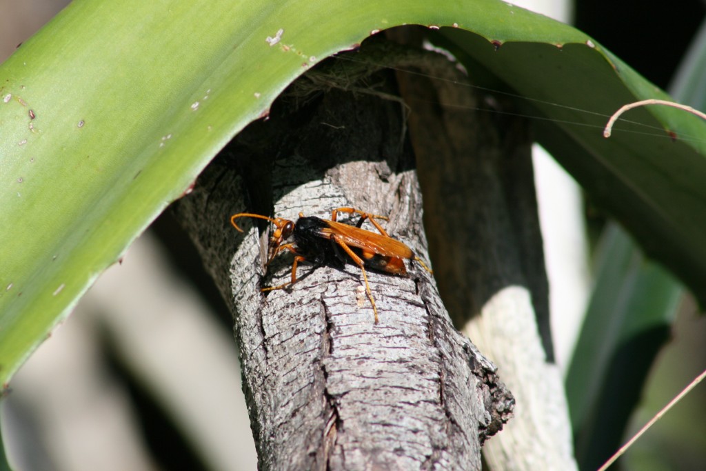 Birds and Wildlife of Saint Helena Island, Queensland, 04/05/12