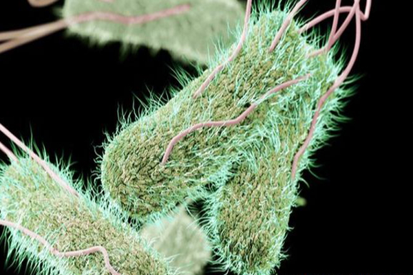 SALUD Y MEDICINA: La Fiebre Tifoidea se hace Resistente a los Antibióticos