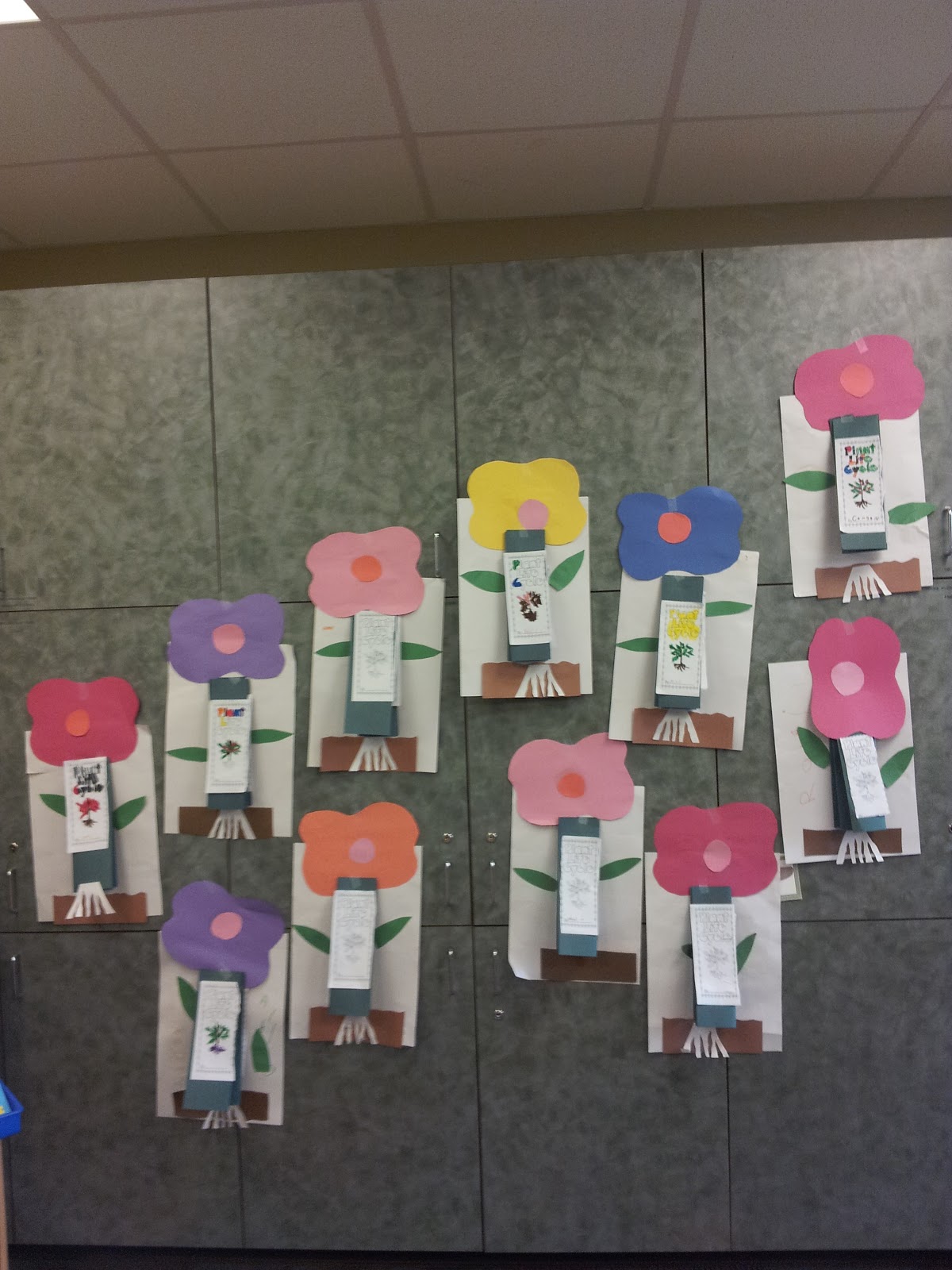 Plant life cycle fun!