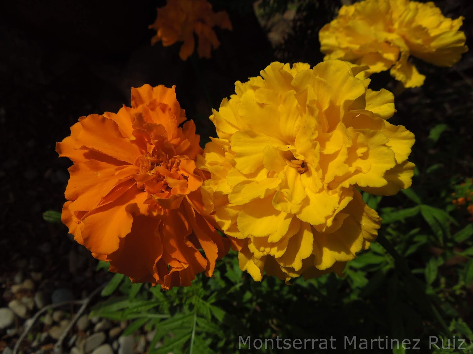 CEMPAXOCHITL, la FLOR de los MUERTOS - BOTÀNIC SERRAT