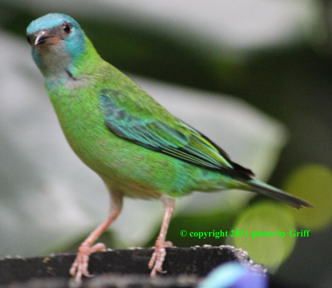 Griff's Bird Photos: Turquoise Honeycreeper aka Blue Dacnis