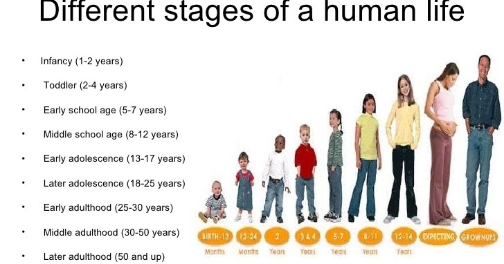 Stages of life - Ages and stages ~ COURS de la pharmacie