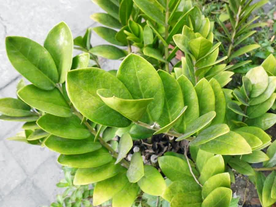 Pohon Daun Dollar ( Zamioculcas zamiifolia )