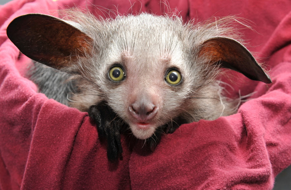 Aye-Aye | The Biggest Animals Kingdom