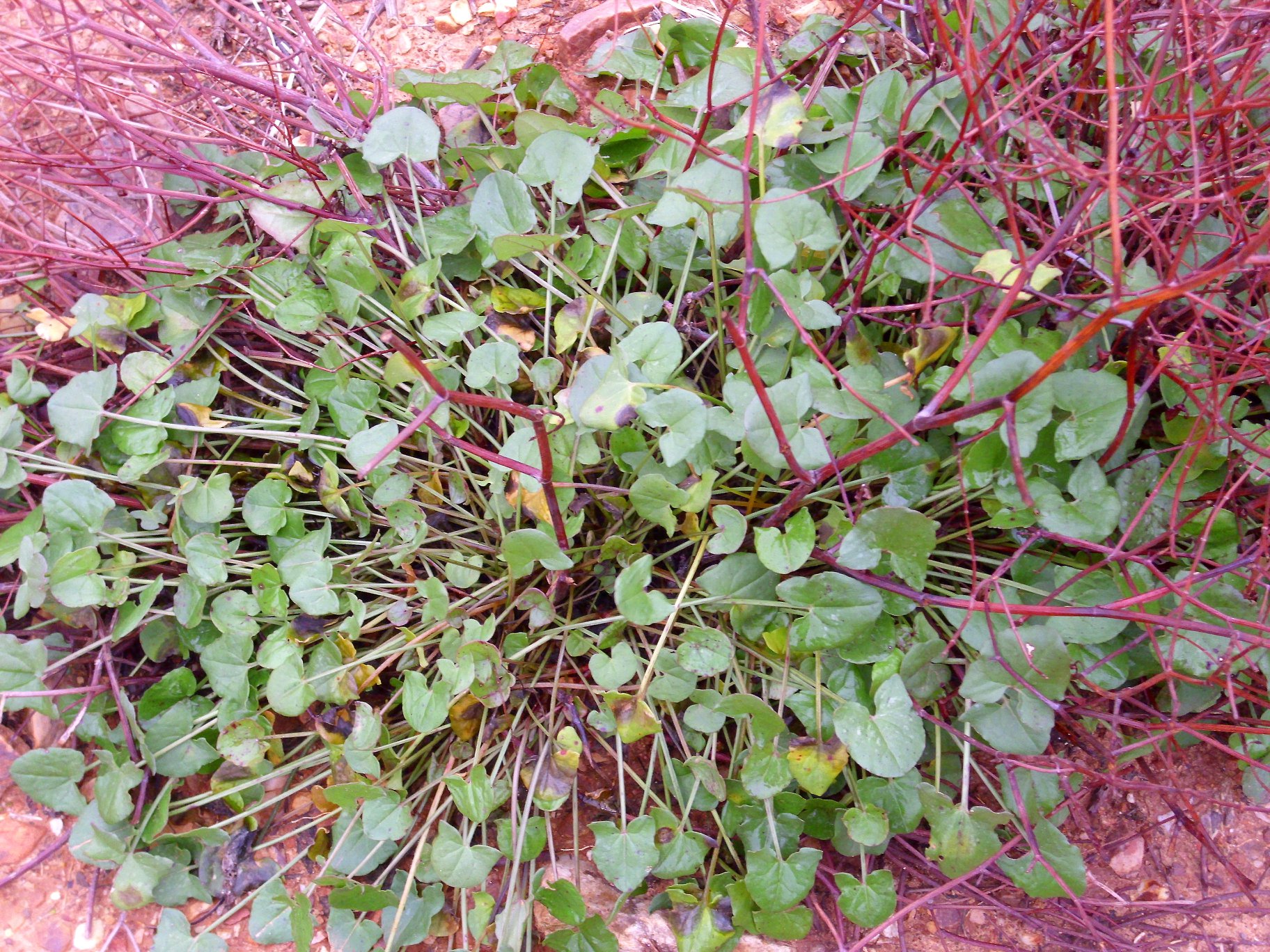 FLORA DE EXTREMADURA: PLANTAS SILVESTRES Y CULTIVADAS DE MI ENTORNO ...