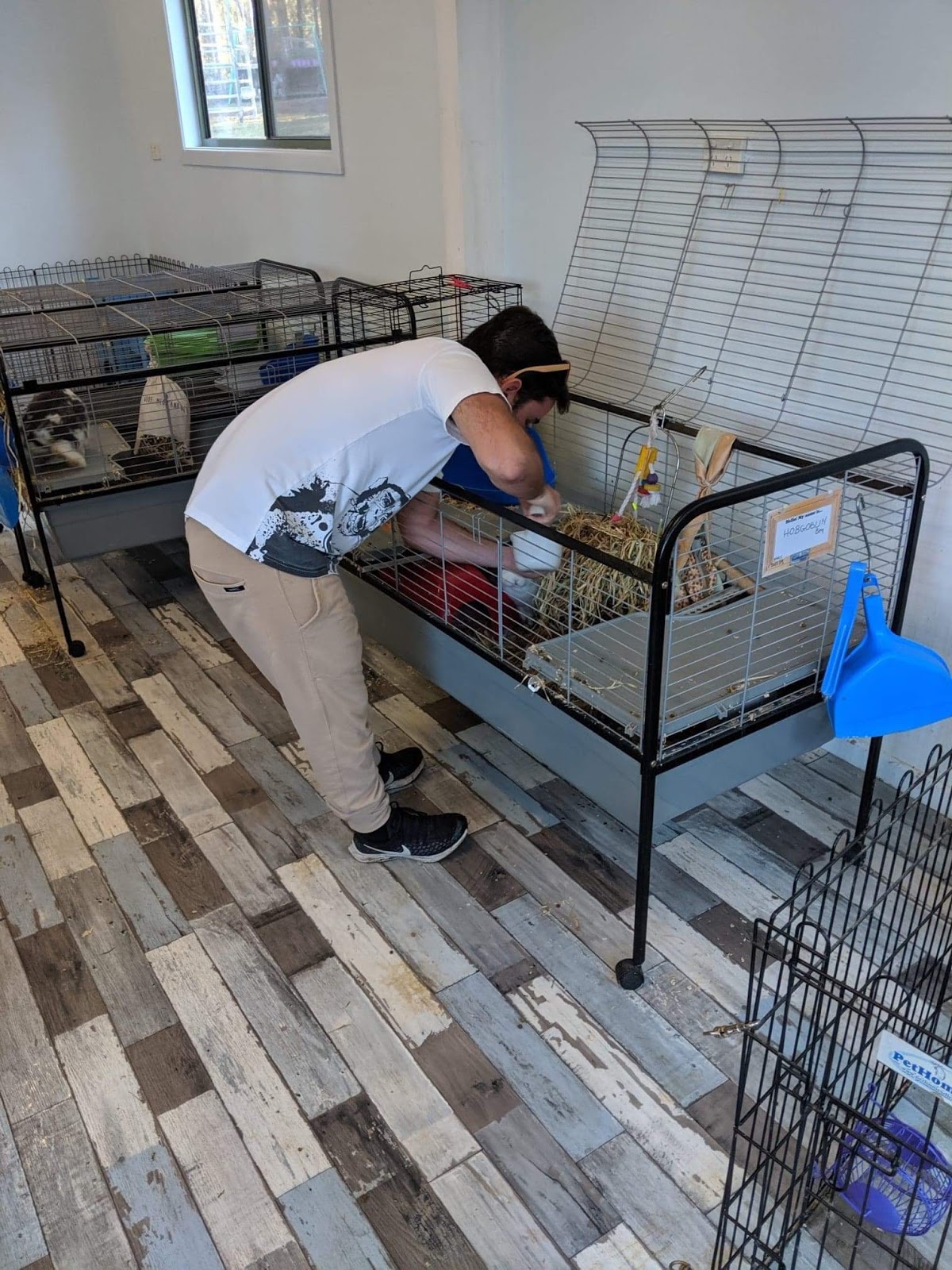 Rabbit Rescue Sanctuary: 2019