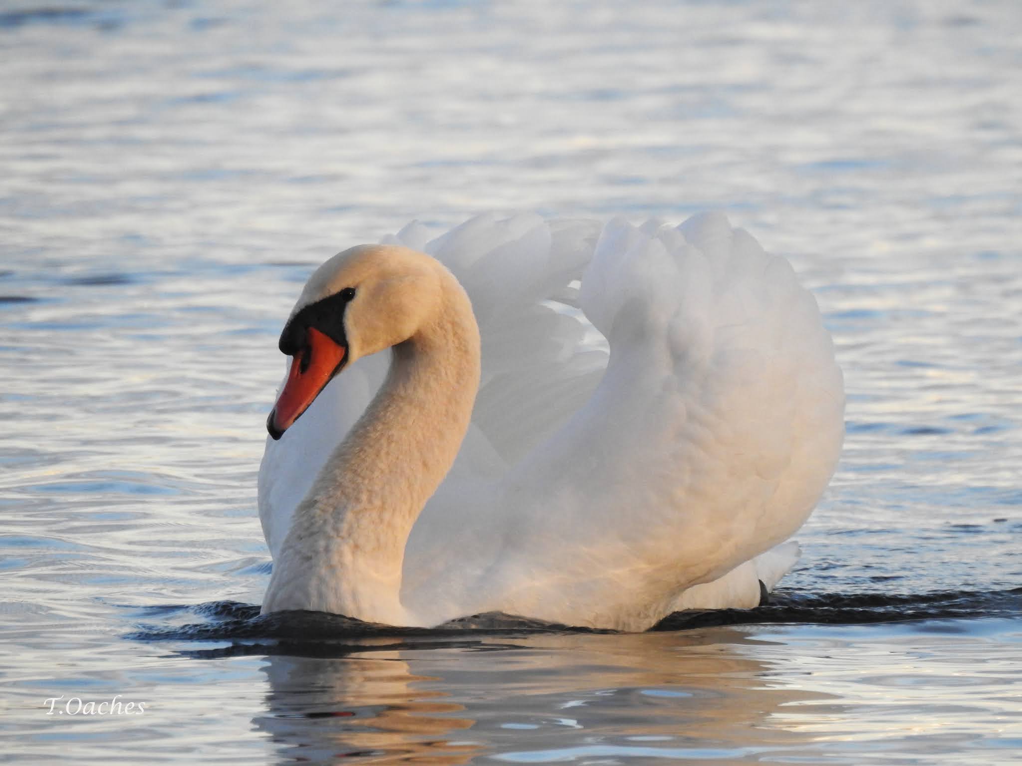PASARI DIN ROMANIA: LEBADA DE VARA (1), Cygnus olor