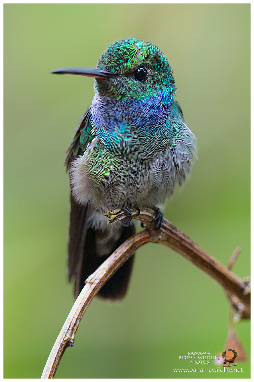 Birdwatching at Cerro Azul, Panama (pt. 1)