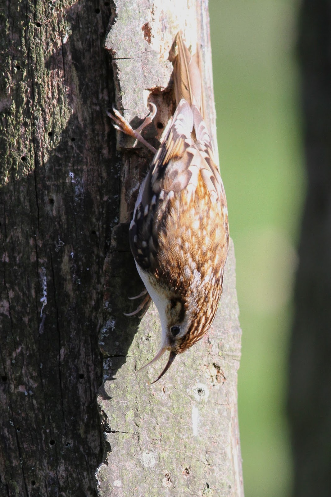 TrogTrogBlog: Bird of the week - Treecreeper