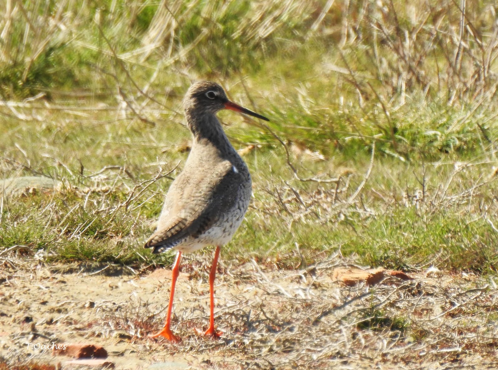 PASARI DIN ROMANIA: FLUIERAR CU PICIOARE ROSII, Tringa totanus