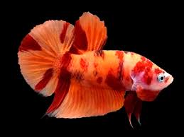 Ikan Cupang Nemo dan Jenis Jenisnya