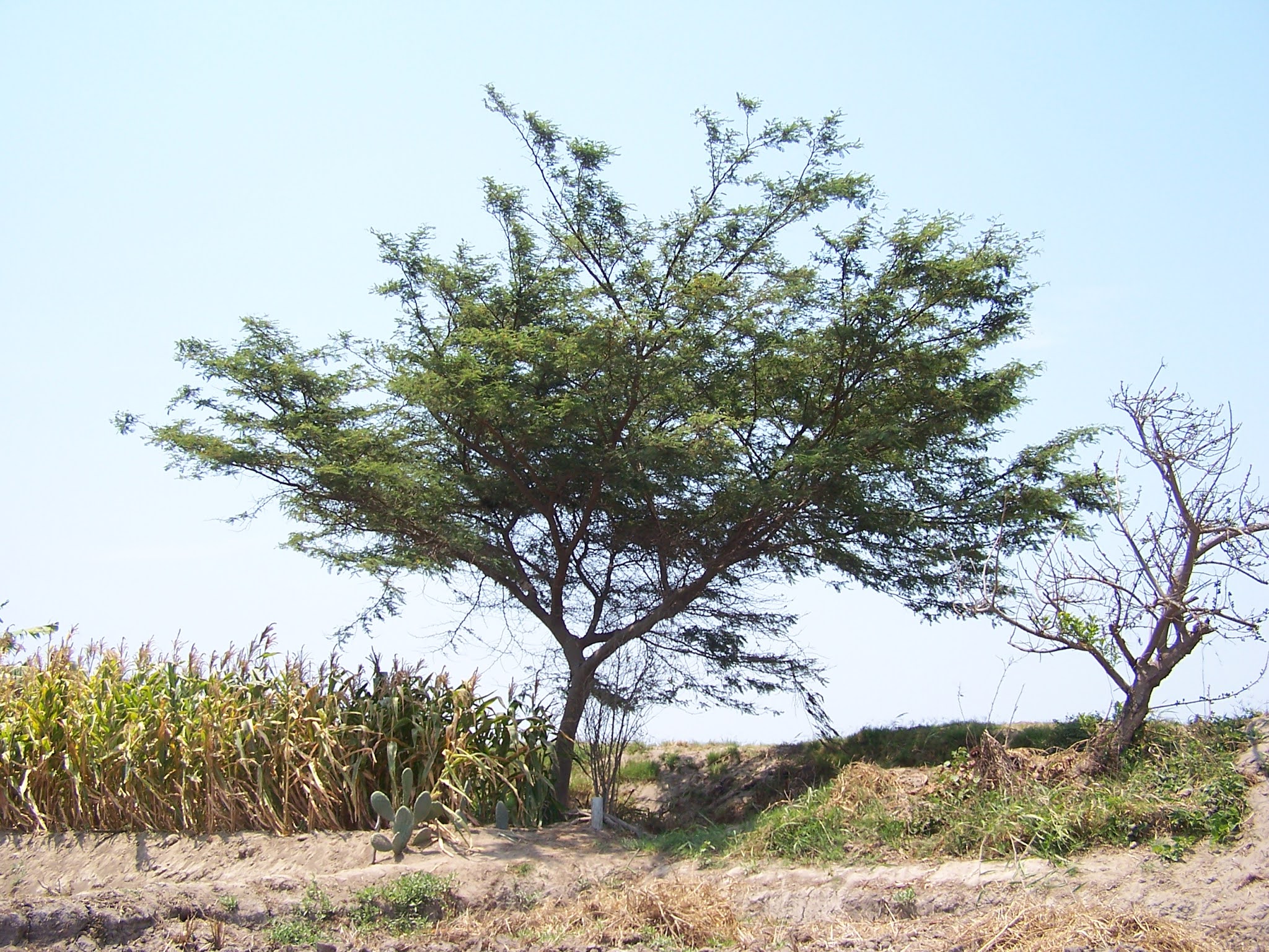 Trabajos de investigacion: Acacia macracantha (Feik, faique ...