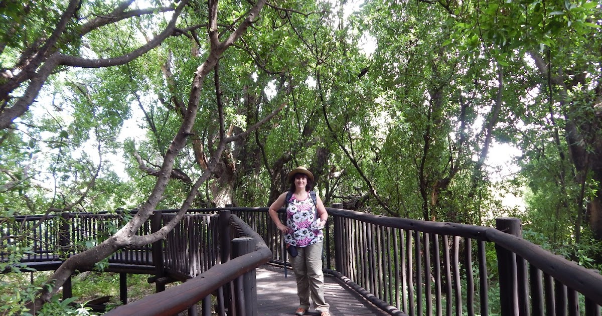 Urban Adventures: 1000 year old fig tree -Wonderboom Nature Reserve ...